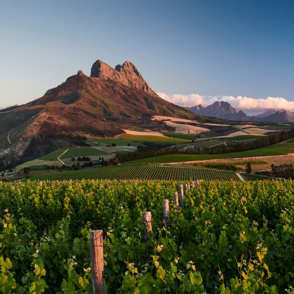 Warwick Wine Estate Flight | NAC Helicopters