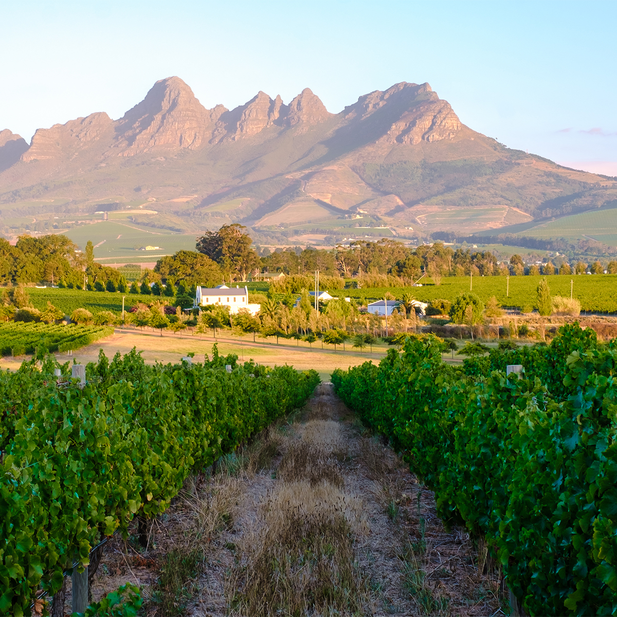 Waterford Wine Estate, Chocolate Pairing | NAC Helicopters Cape Town